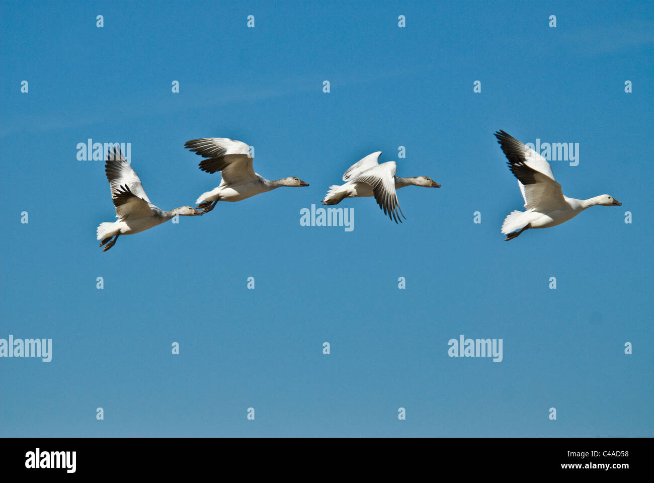 Flying with the geese hi-res stock photography and images - Alamy