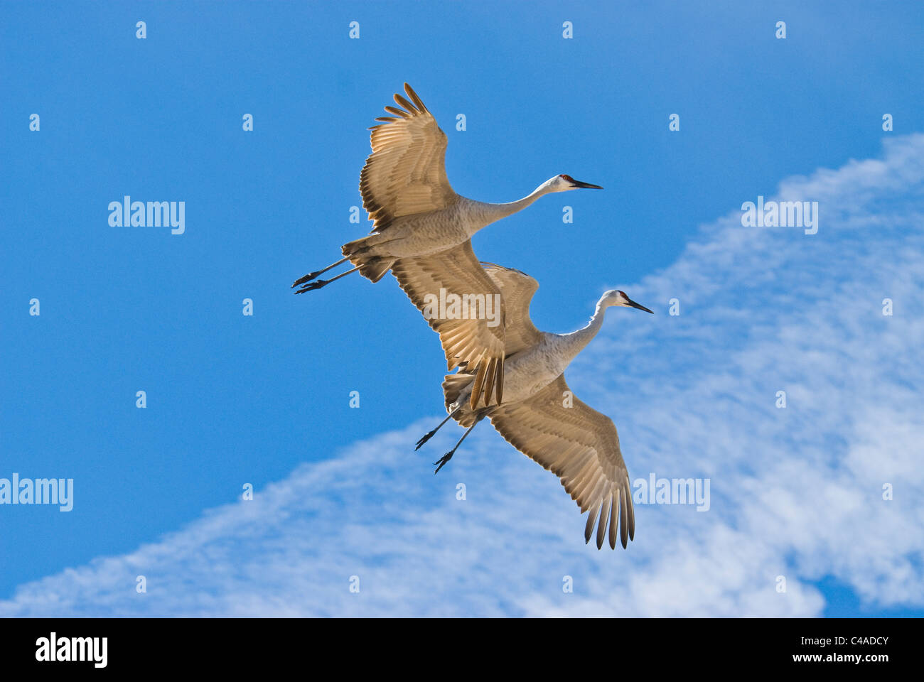 Greater sandhill cranes in flight Stock Photo - Alamy