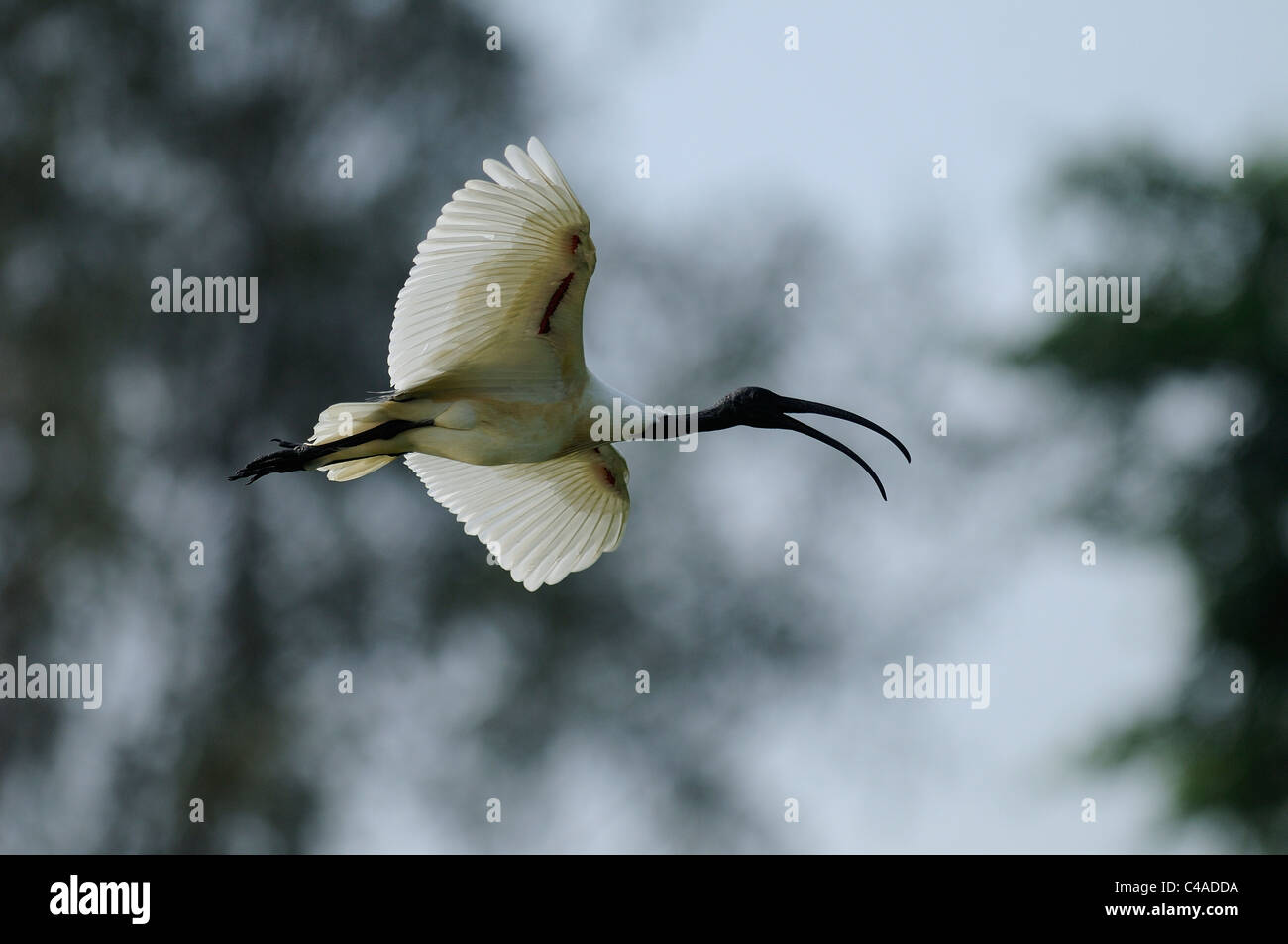 An artistic rendition of a White Ibis in flight in Ranganathittu Bird ...