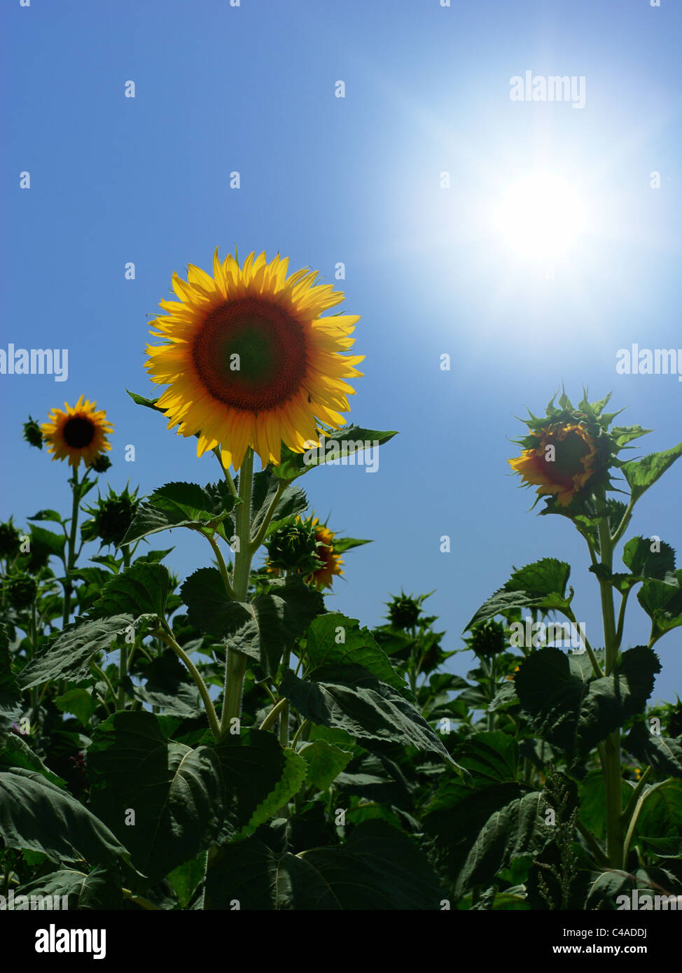 Wind turbine sunflowers hi-res stock photography and images - Alamy