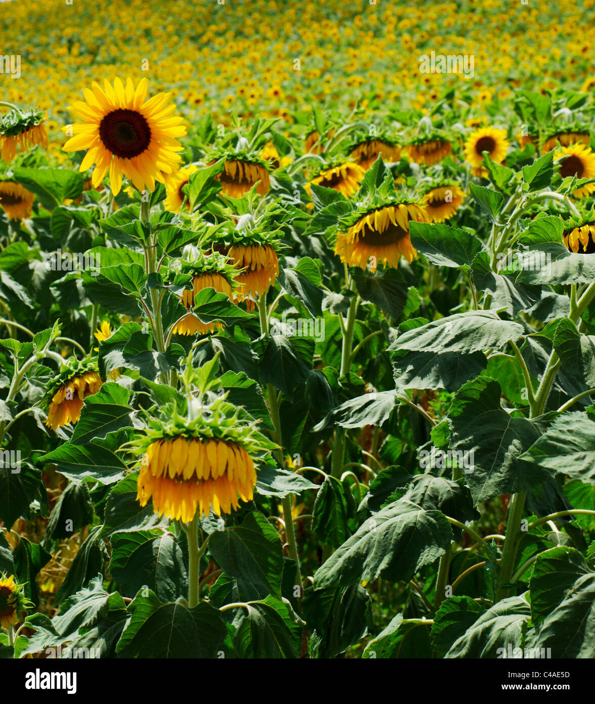 Large group of yellow sunflowers growing in a field Stock Photo - Alamy