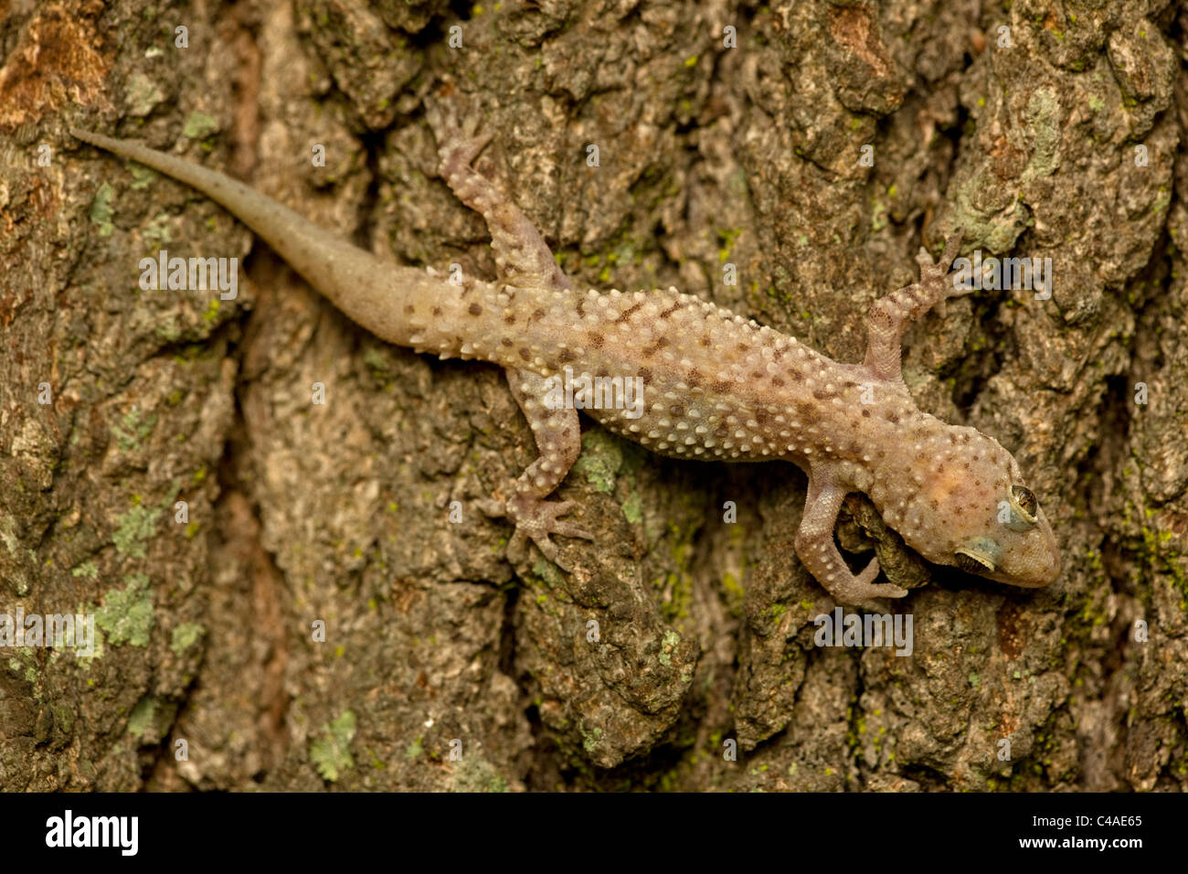 Mediterranean Gecko [Hemidactylus turcicus] Louisiana - USA ...