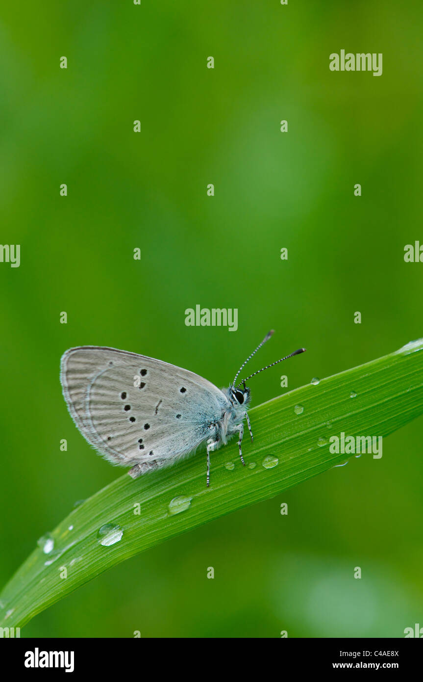 Blue butterfly profile hi-res stock photography and images - Alamy