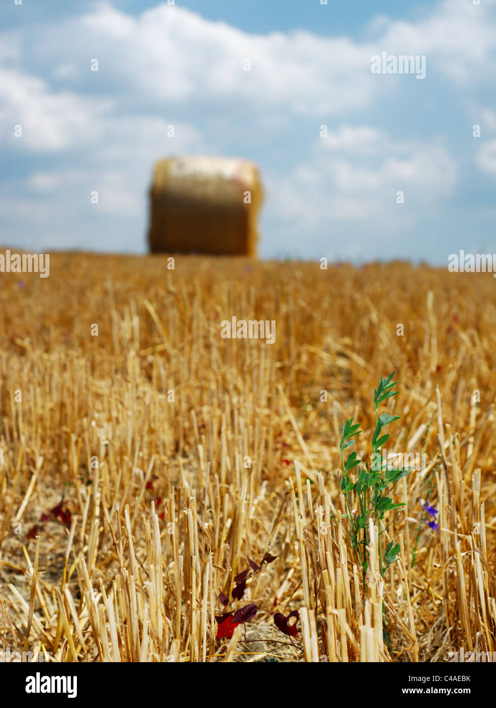 Lonely green plant in field of dry golden straw stems with straw bale ...