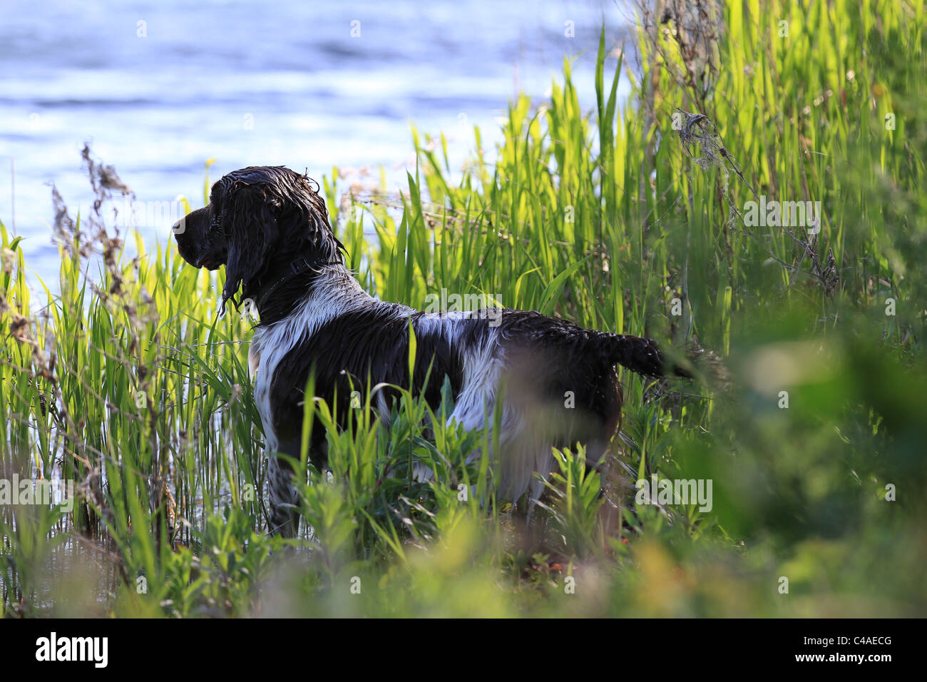 English Springer Spaniel, brown and liver, brown and white, canine, Gun ...
