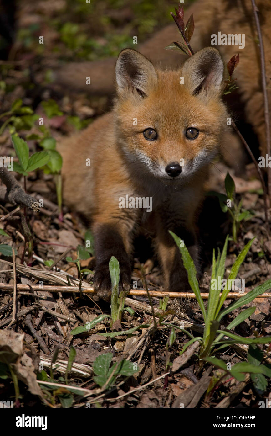Red Fox Pups (Vulpes vulpes) – Formerly Vulpes fulva - New York - USA ...