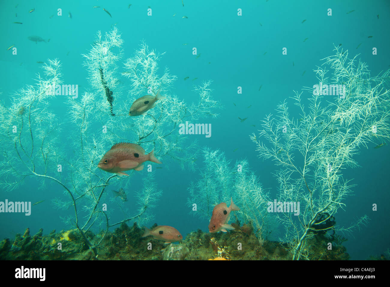 Black coral antipatharia hi-res stock photography and images - Alamy