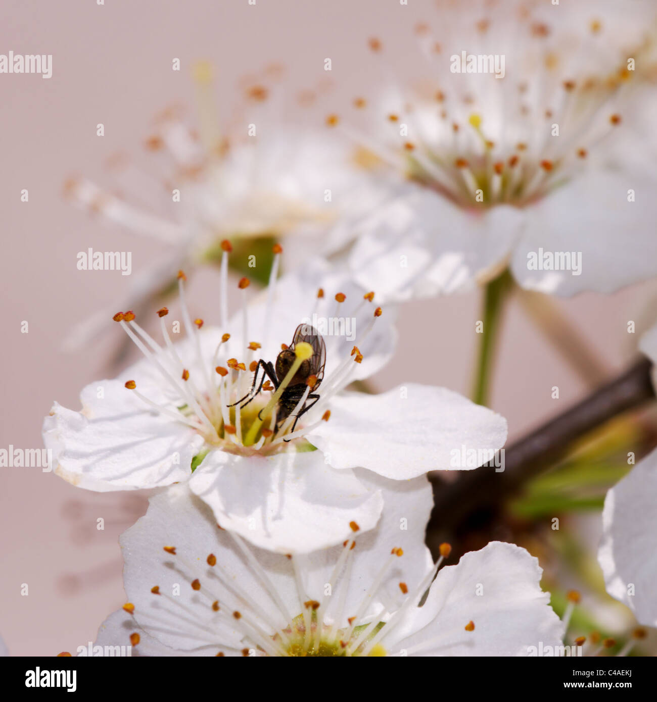 Little black bug on white plum blossom over pink background Stock Photo ...