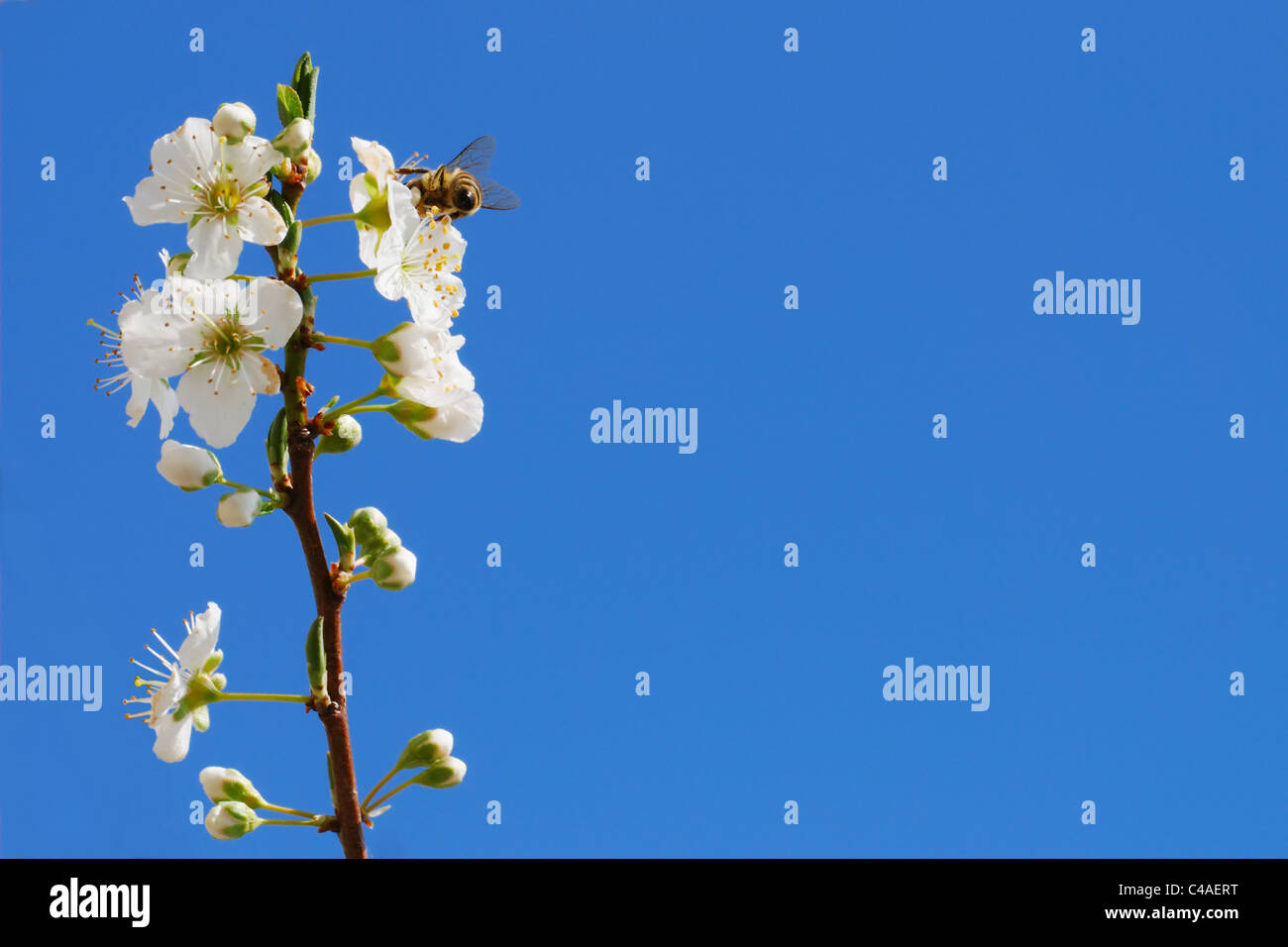 A bee (Apis mellifera) on spring bloom Stock Photo - Alamy