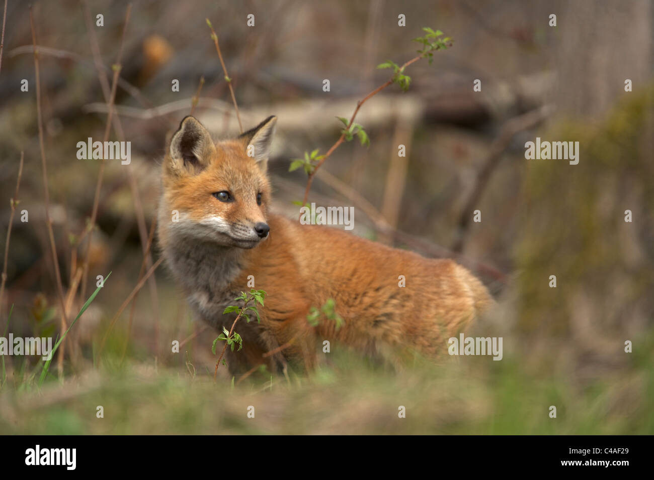 Fox pups hi-res stock photography and images - Alamy