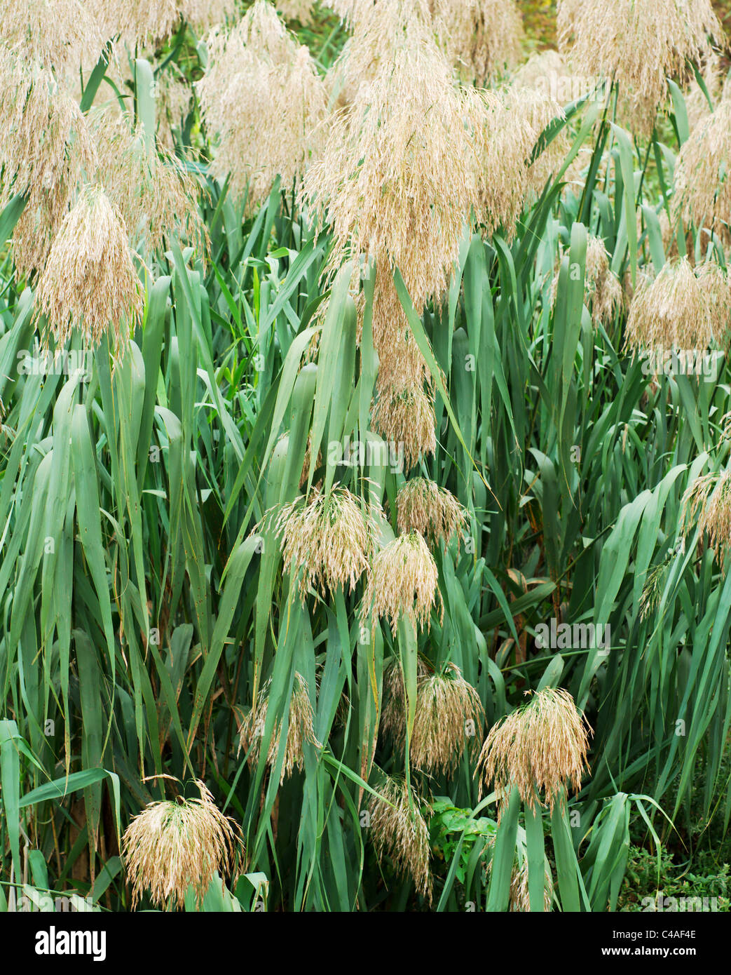Group of canes in flower Stock Photo - Alamy