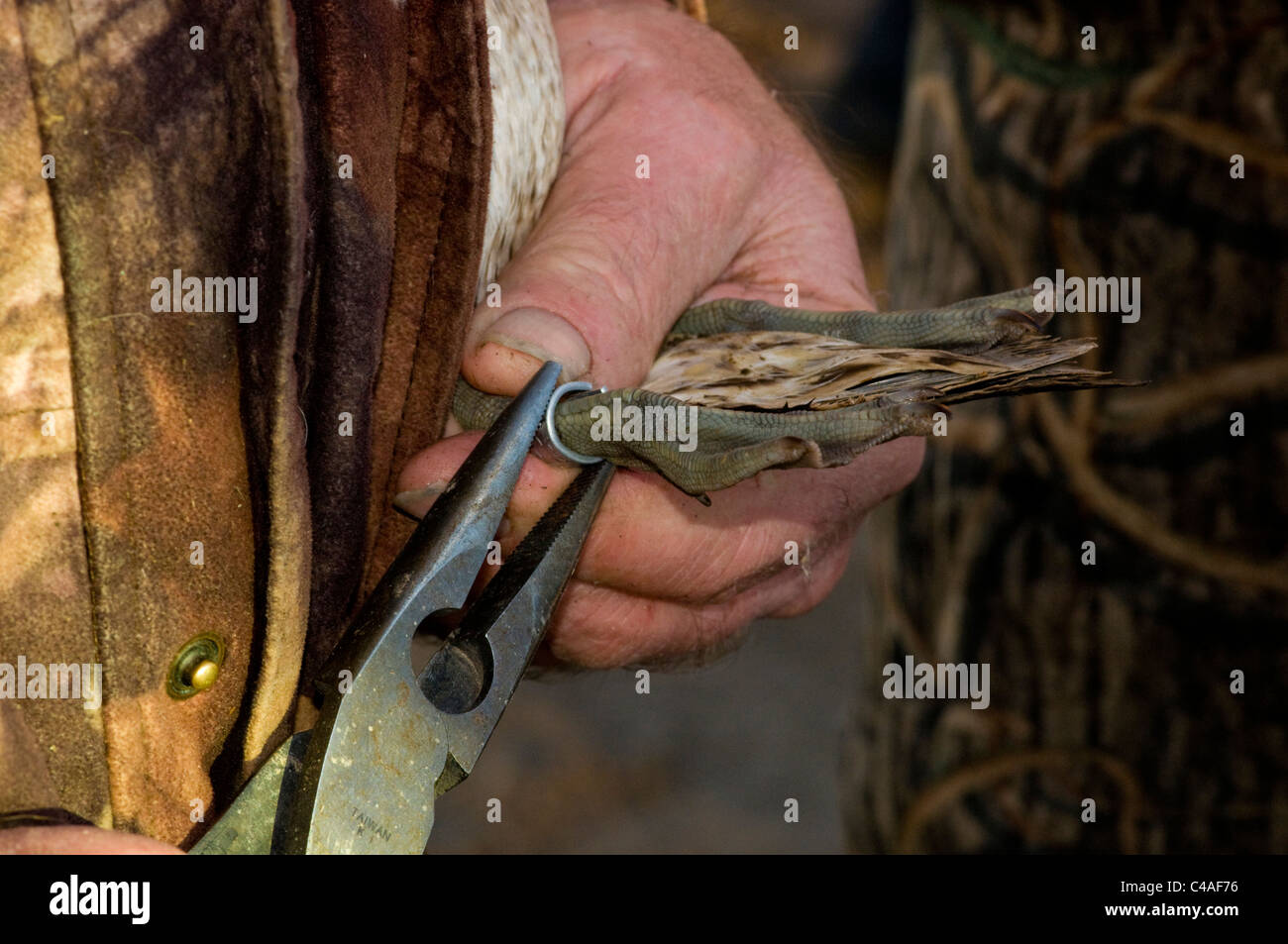 Biologist attaching a leg band to a female northern pintail at Bosque ...