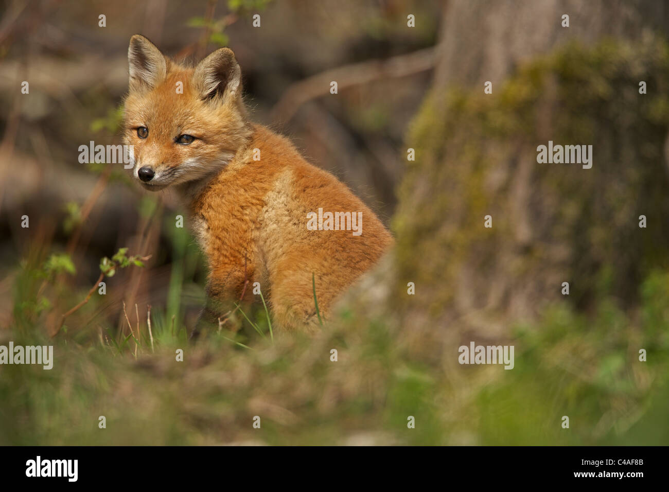 Fox pups hi-res stock photography and images - Alamy