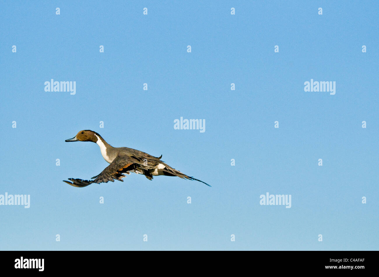 Drake northern pintail (Anas acuta) in flight at Bosque del Apache ...