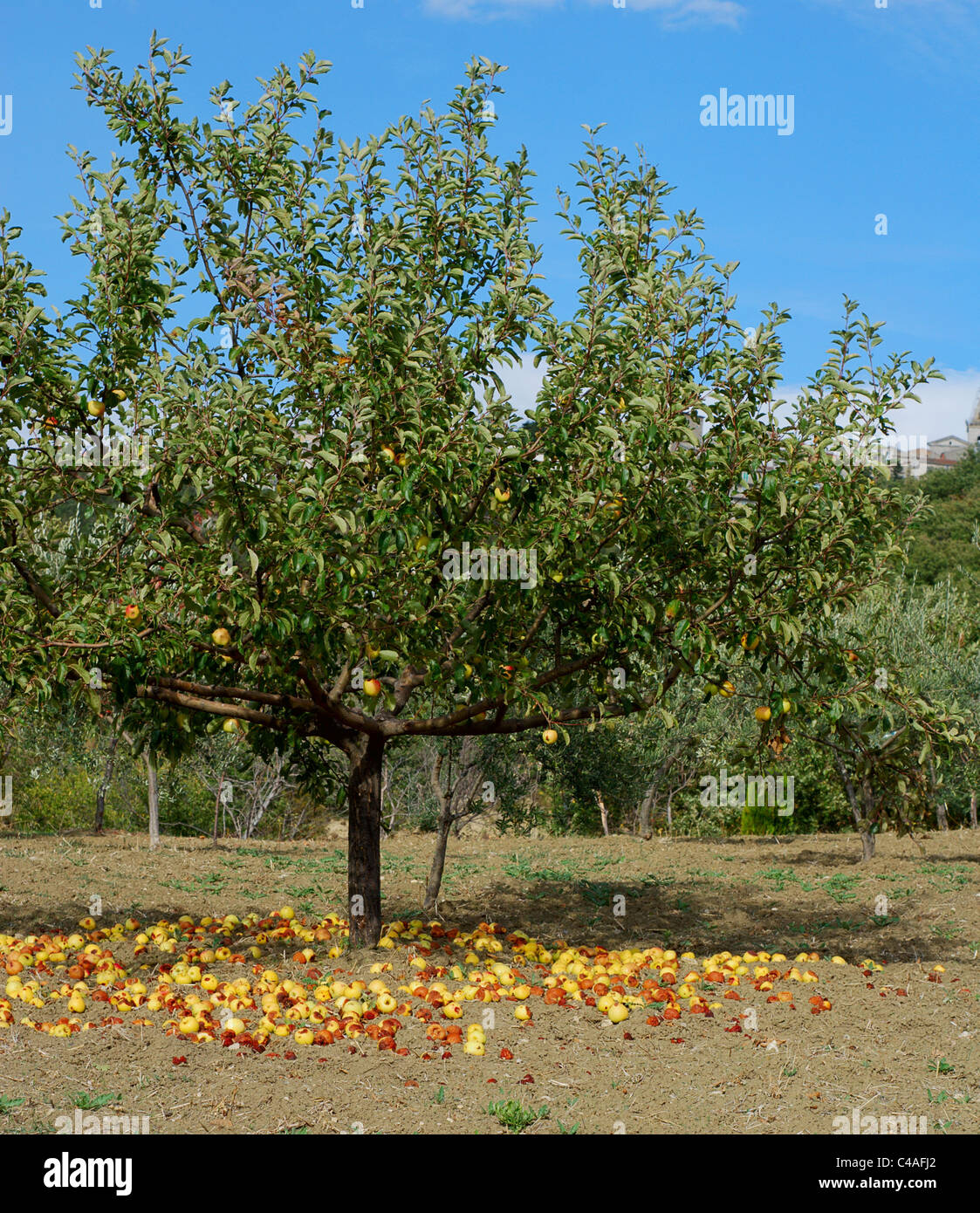 Large group of yellow apples on the ground under apple tree Stock Photo ...