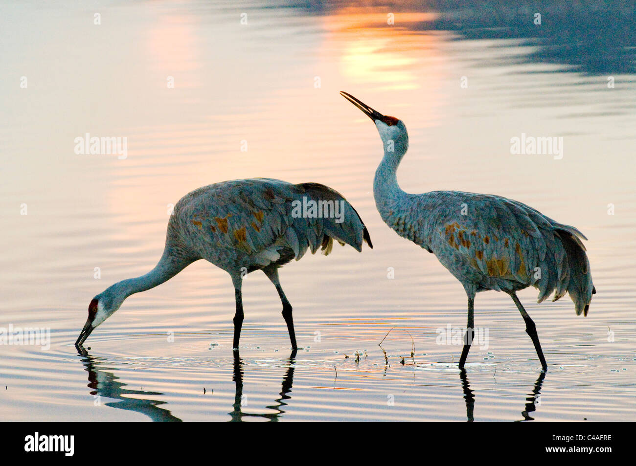 Crane roost hi-res stock photography and images - Alamy