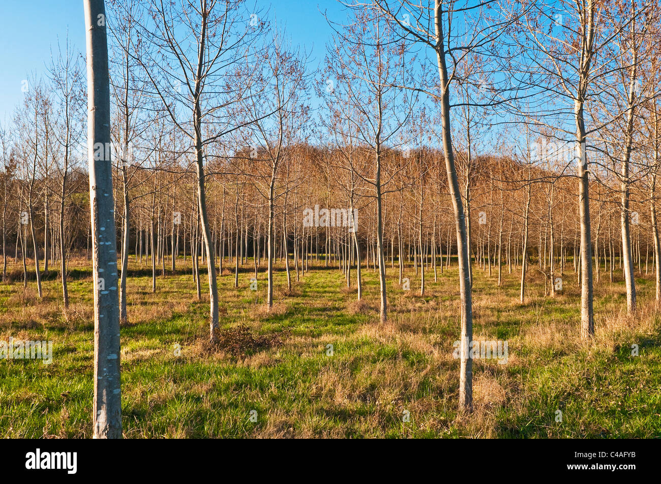 Poplar tree hi-res stock photography and images - Alamy