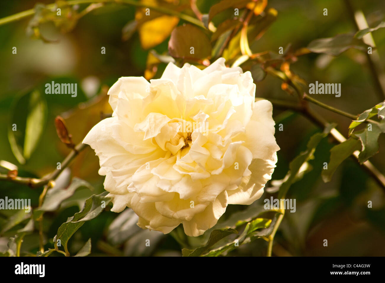 Close-up of a rose bush Stock Photo - Alamy