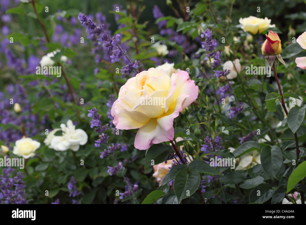 Cottage garden border hi-res stock photography and images - Alamy