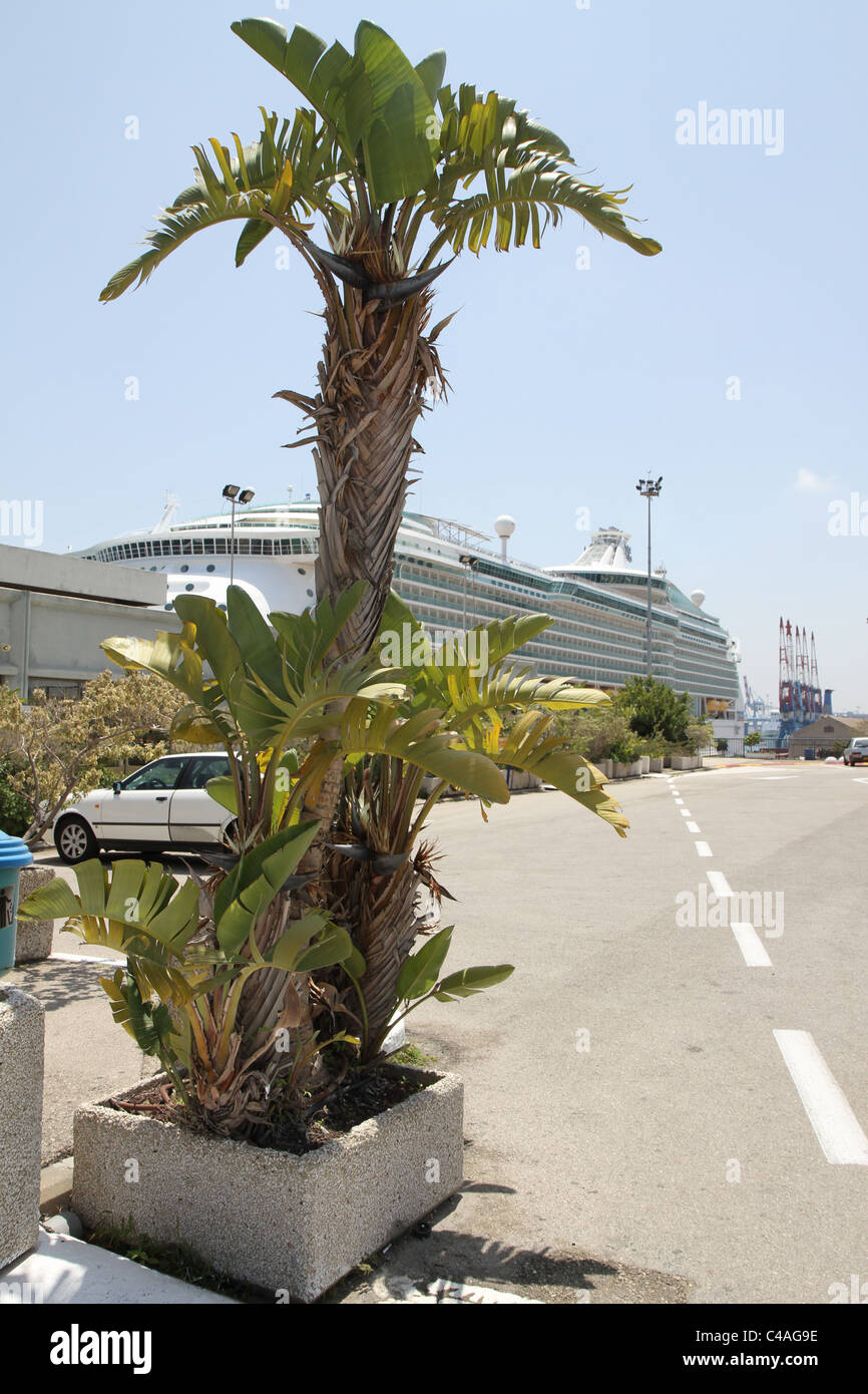 A palmtree at the port of Haifa, Israel, with cruise ship Mariner of ...
