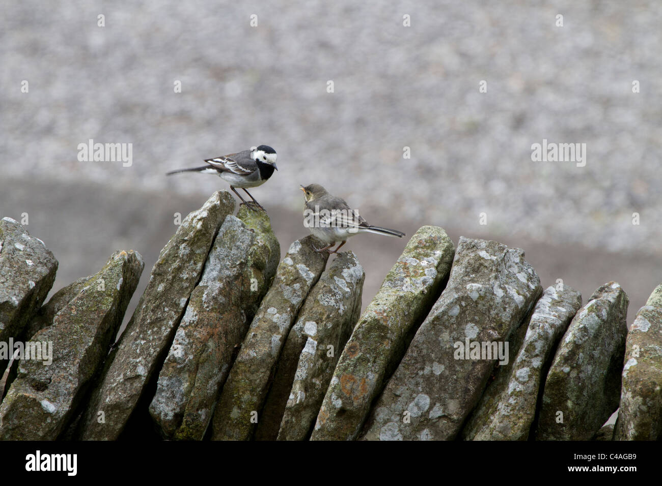Baby wagtail High Resolution Stock Photography and Images - Alamy