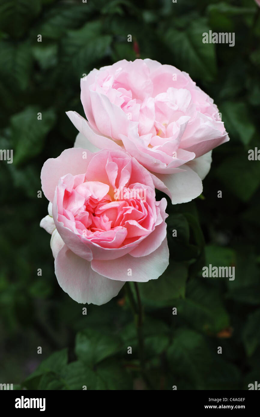 Close up of a beautiful pink rose flowering in an English garden ...