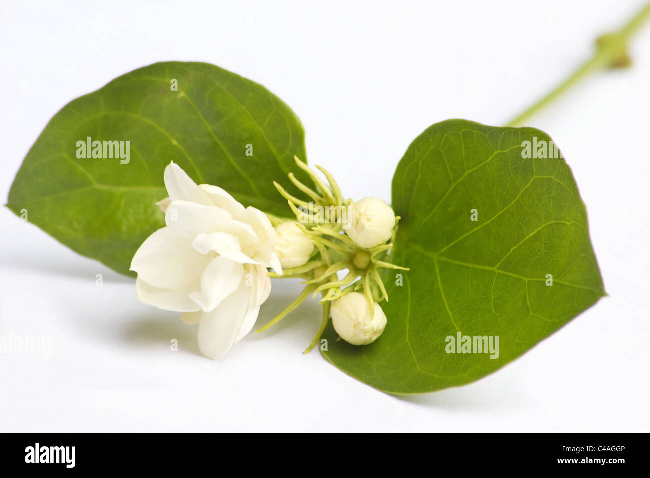 Arabian Jasmine flower close-up on white background Stock Photo - Alamy
