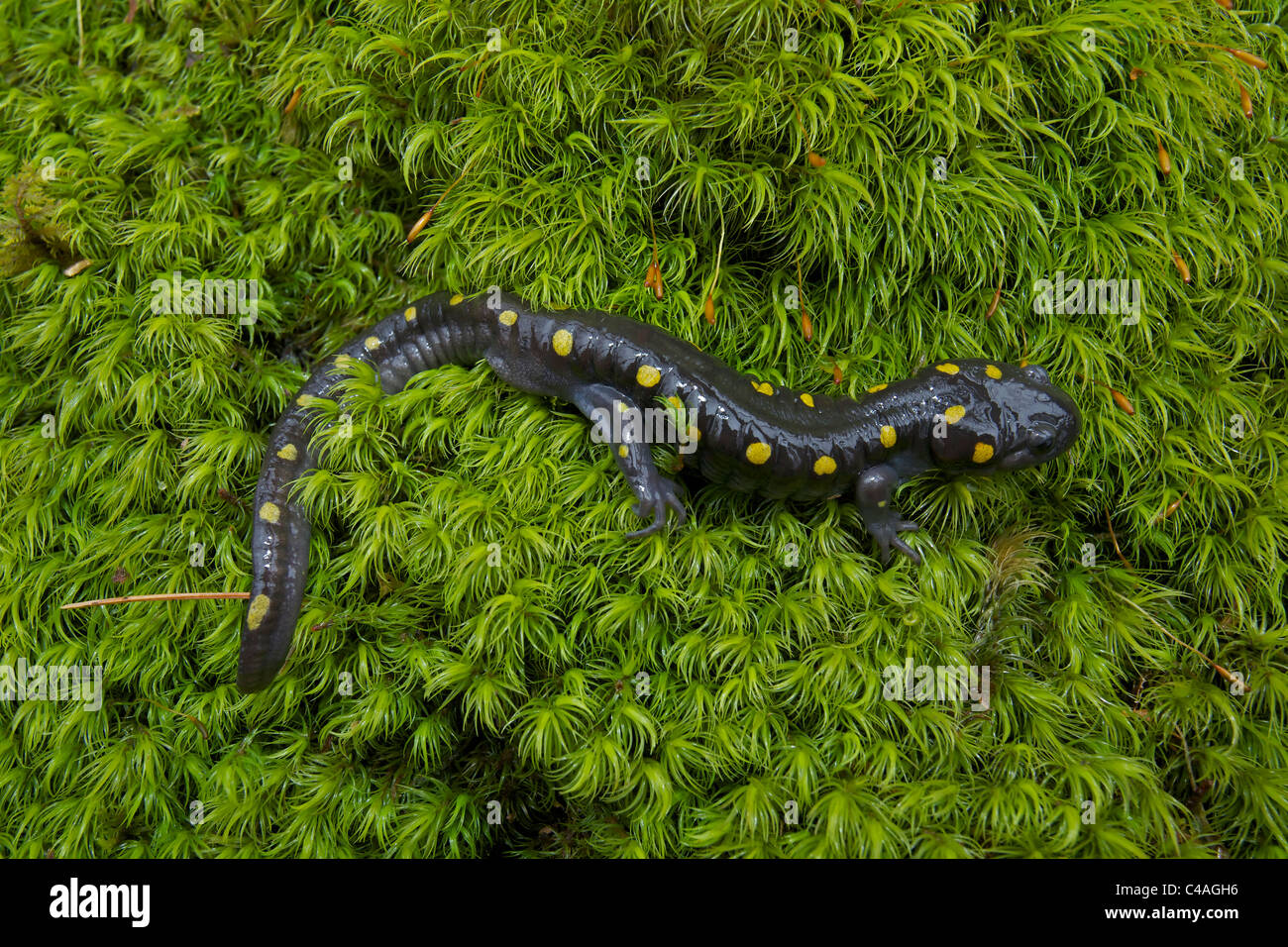 Spotted Salamander (Ambystoma maculatum) - New York - USA - at breeding ...