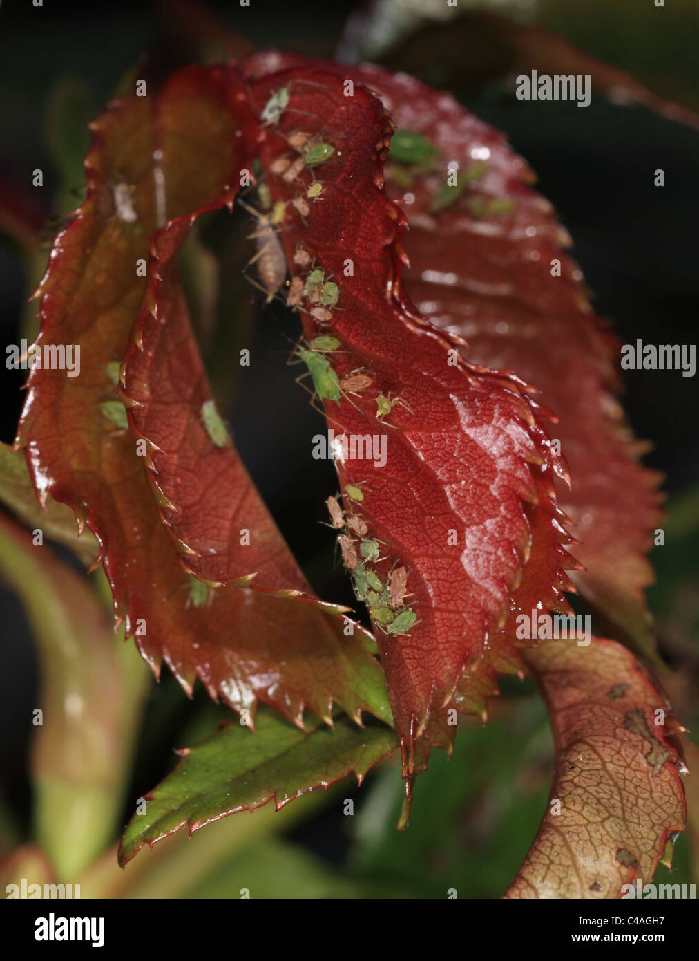 Rose aphids hi-res stock photography and images - Alamy