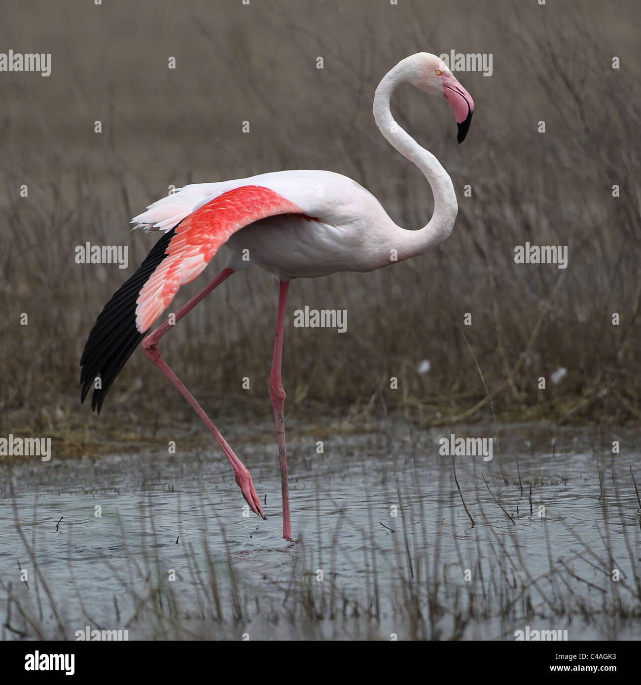 Lamellae bill hi-res stock photography and images - Alamy