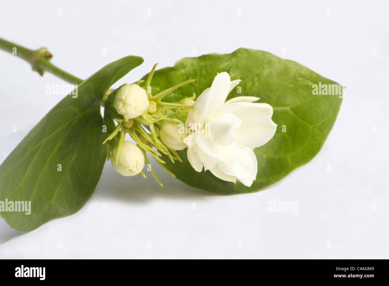 Arabian Jasmine flower close-up on white background Stock Photo - Alamy