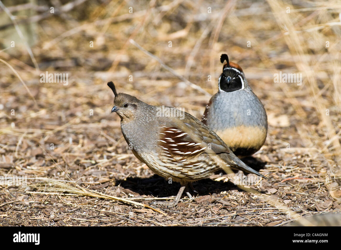 Gambels quail hi-res stock photography and images - Alamy