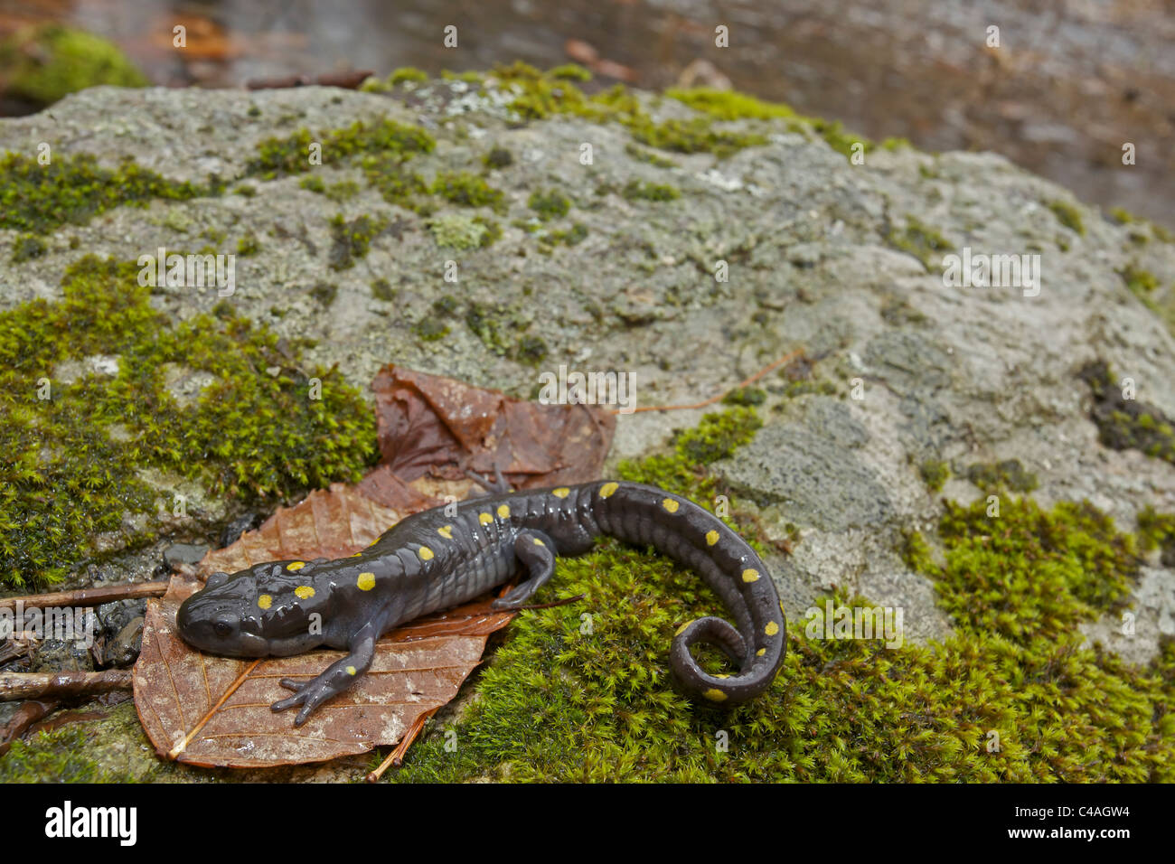 Spotted Salamander (Ambystoma maculatum) - New York - USA - at breeding ...