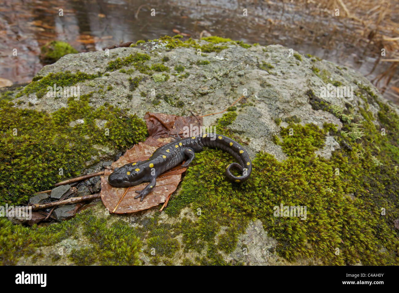 Spotted Salamander (Ambystoma maculatum) - New York - USA - at breeding ...