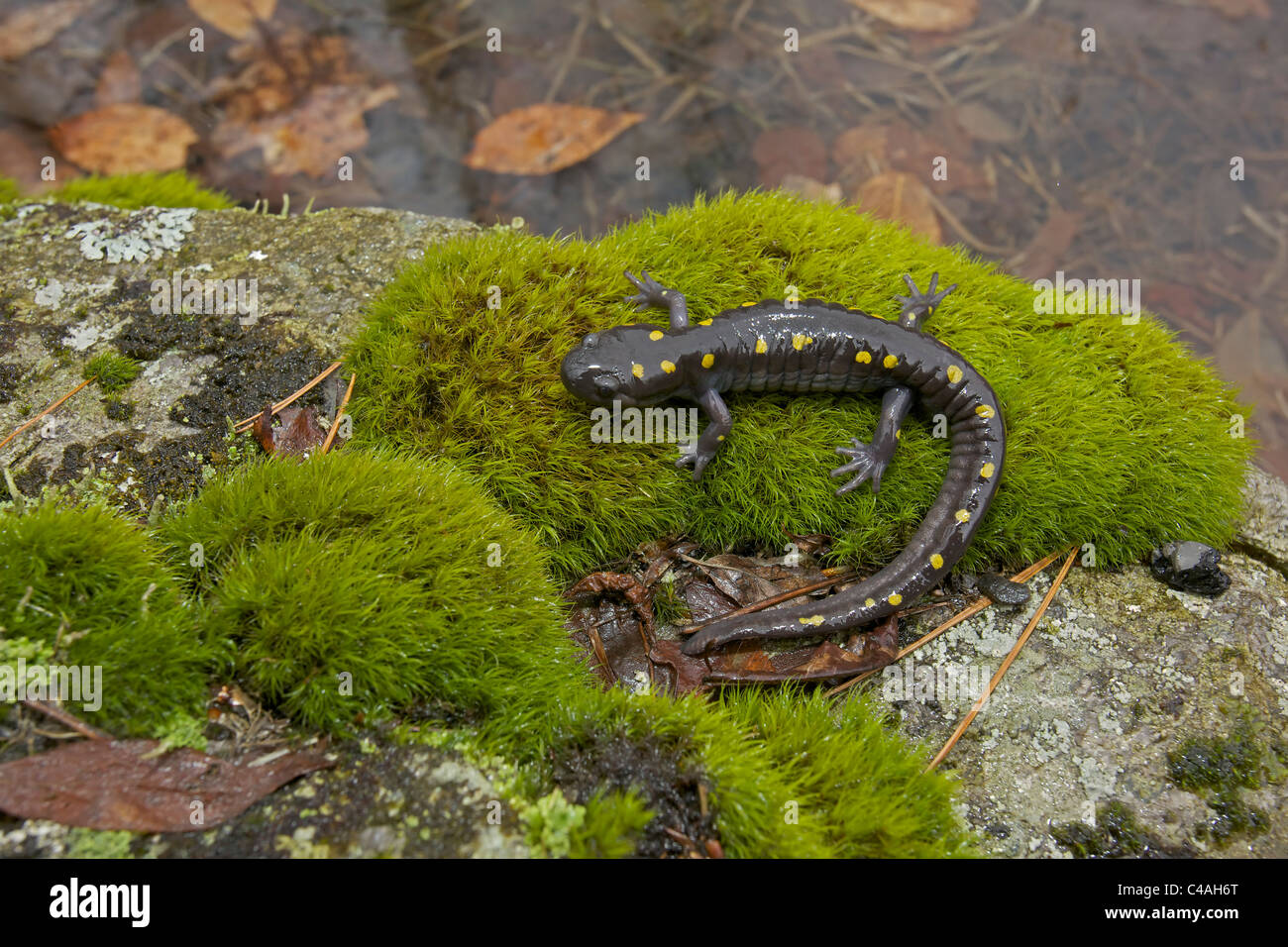Spotted Salamander Reproduction