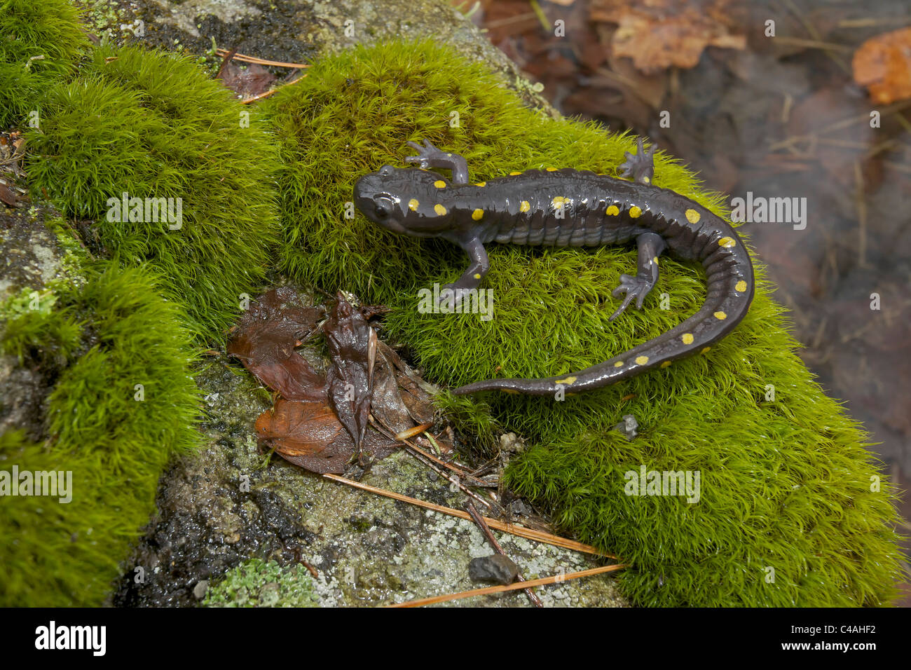 Spotted Salamander (Ambystoma maculatum) - New York - USA - at breeding ...