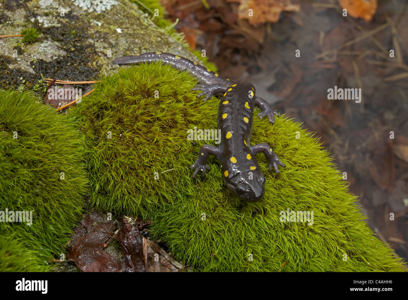 Spotted Salamander (Ambystoma maculatum) - New York - USA - at breeding ...