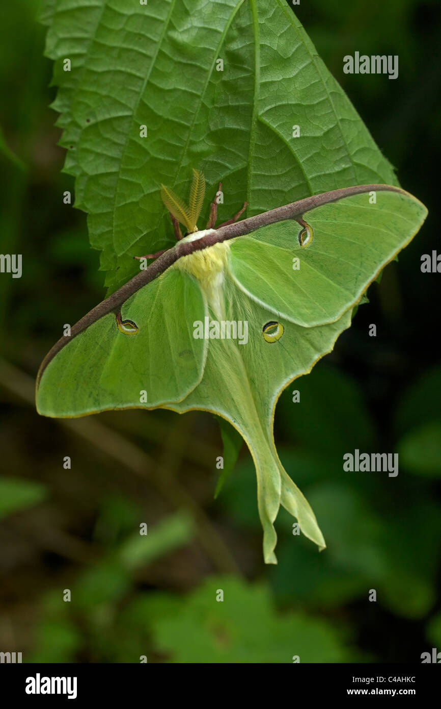 Luna Moth (Actias luna) - Newly emerged adult - New York - USA - Family ...