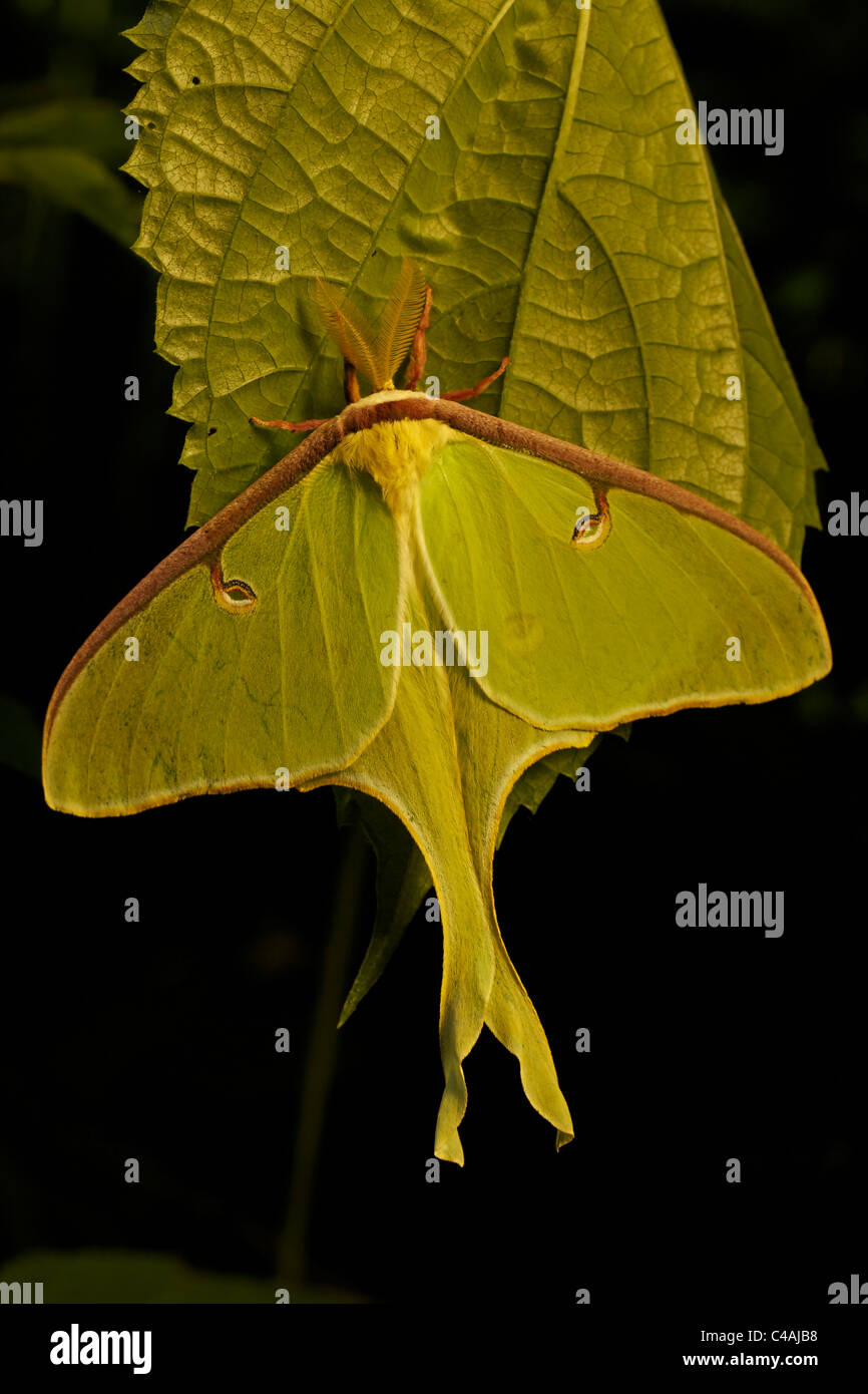Large moths hi-res stock photography and images - Alamy