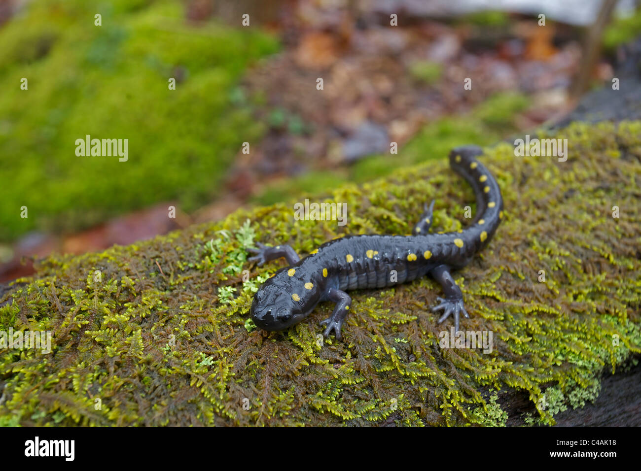 Spotted Salamander (Ambystoma maculatum) - New York - USA - at breeding ...