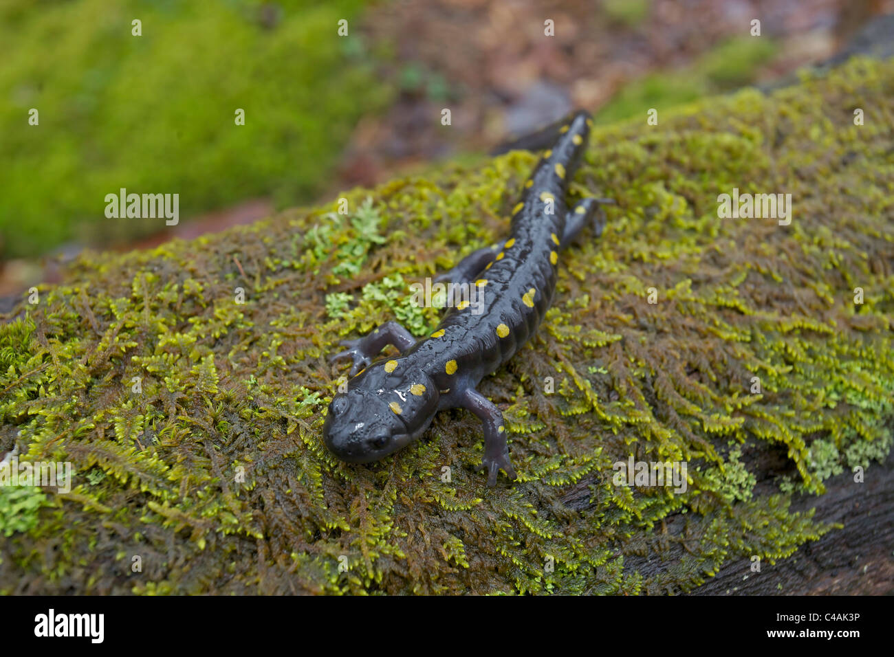 Spotted Salamander (Ambystoma maculatum) - New York - USA - at breeding ...