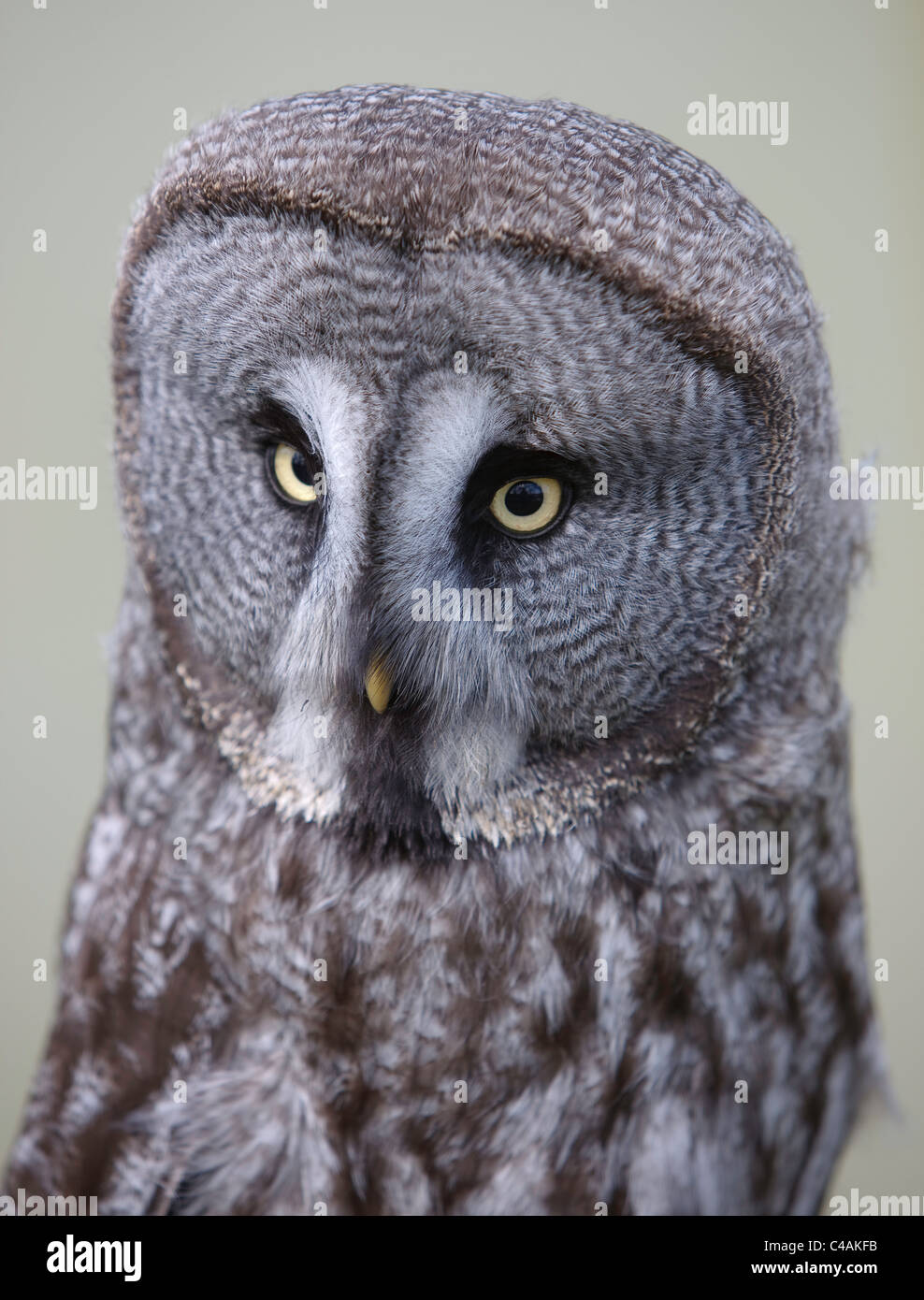 Grey owl bird hi-res stock photography and images - Alamy