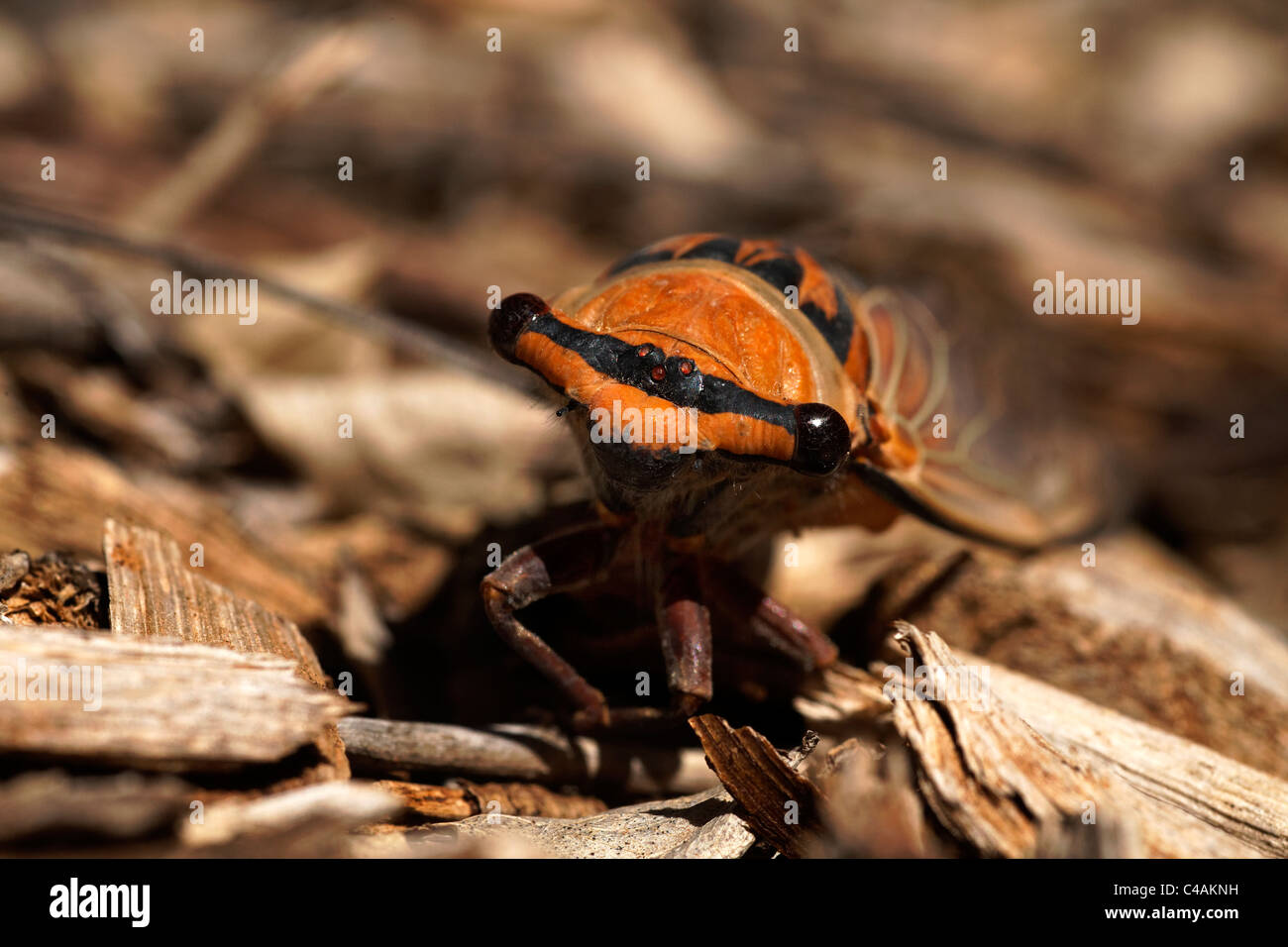 Zikador hi-res stock photography and images - Alamy