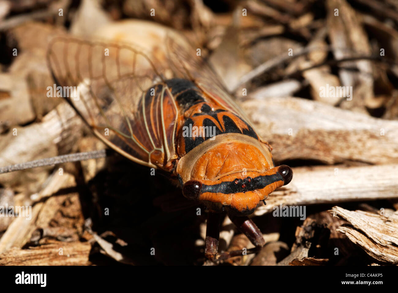 roundhead cicada (Cicadoidea) zikader zikador insect Stock Photo - Alamy