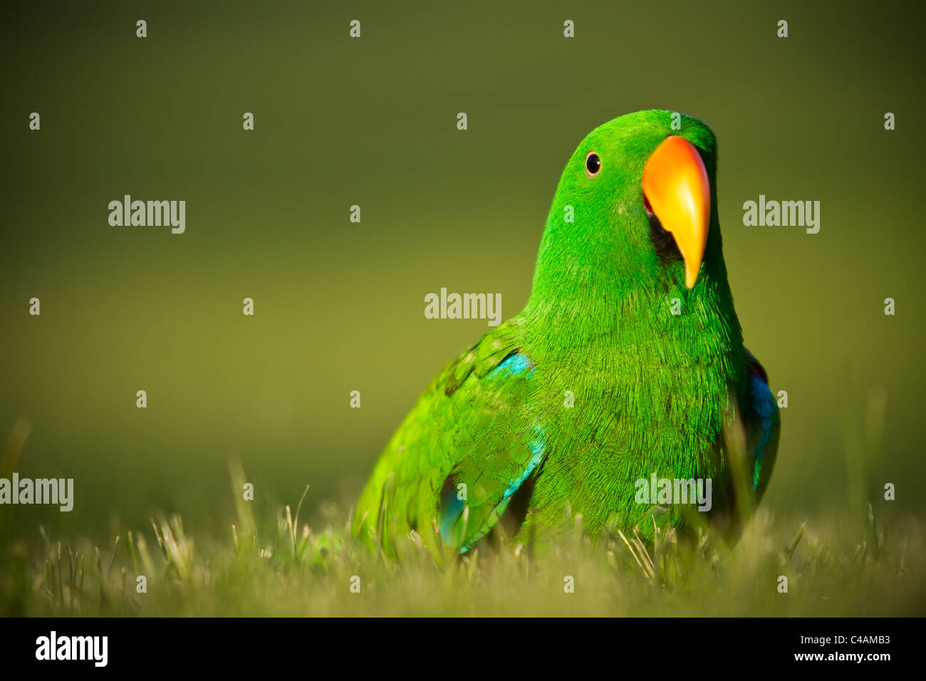 The eclectus parrot hi-res stock photography and images - Alamy