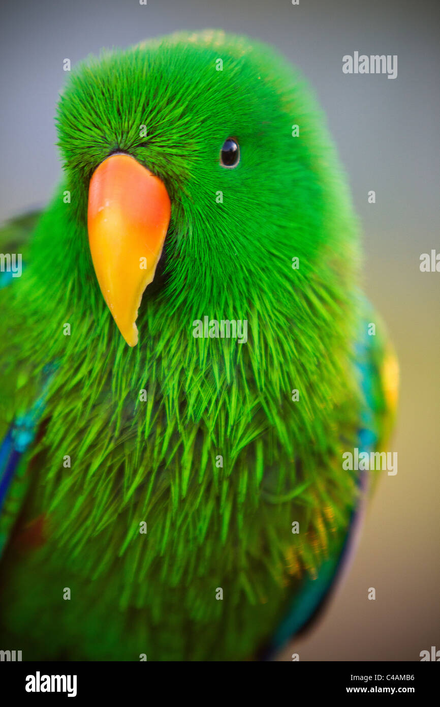 Green male eclectus parrot hi-res stock photography and images - Alamy