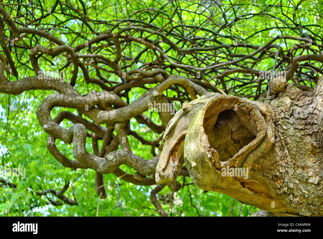 Strange branches of the trees Stock Photo - Alamy