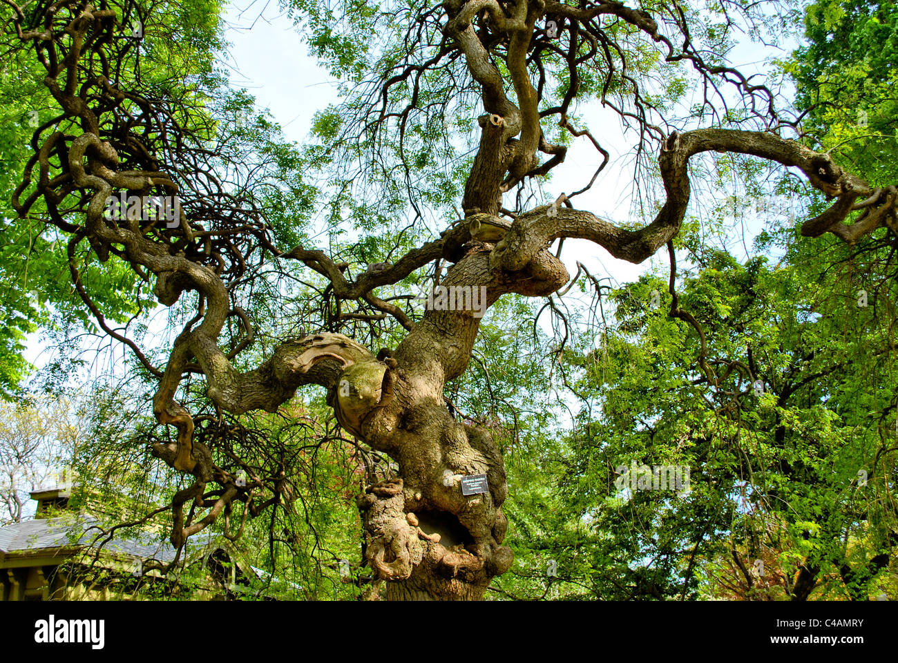 Strange branches of the trees Stock Photo - Alamy
