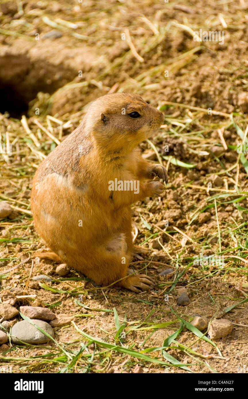 Funny prairie dog hi-res stock photography and images - Alamy