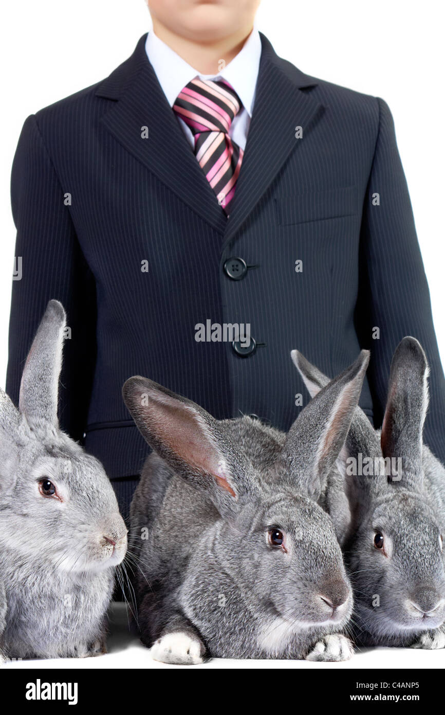 Image of three grey rabbits with boy in suit on background Stock Photo ...